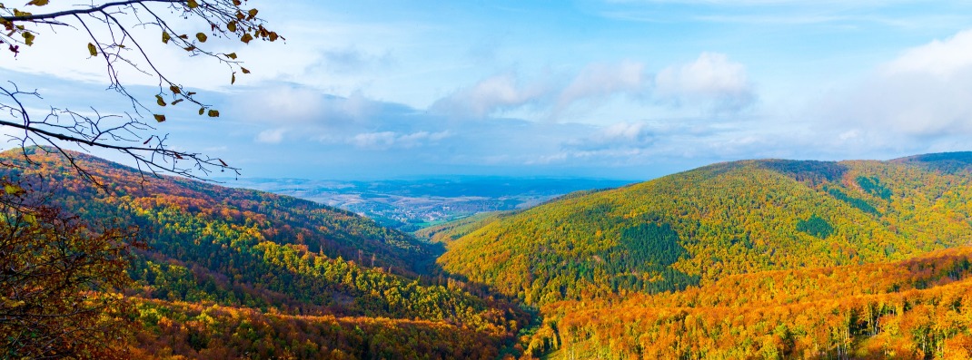 Erdésszel az erdőben